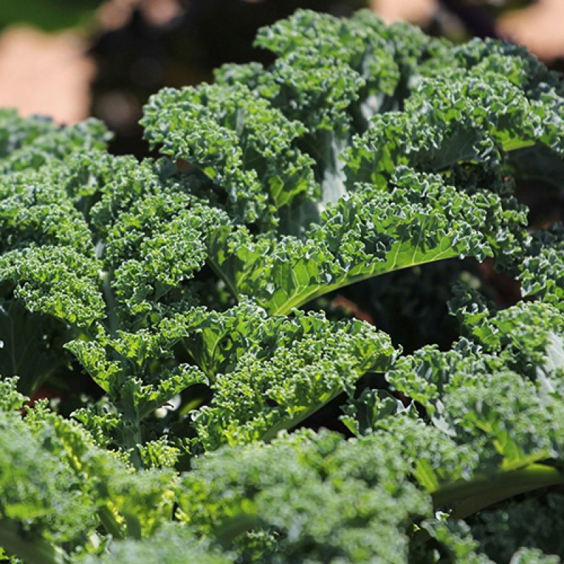 Kale Darkibor (couve crespa)