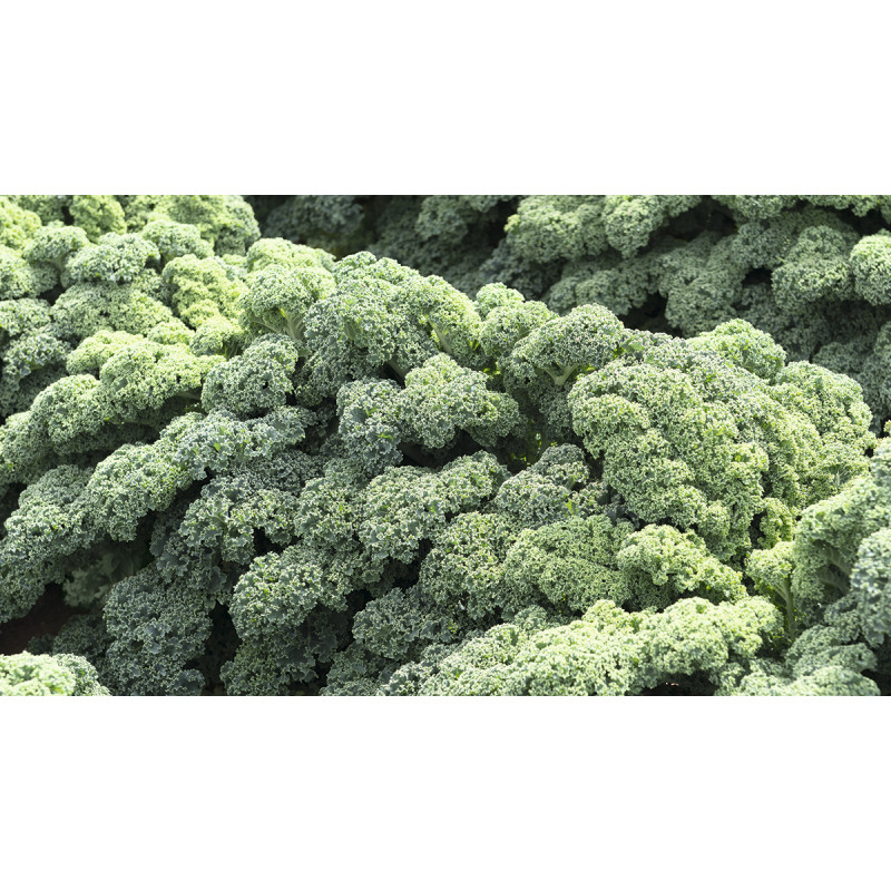 Kale Darkibor (couve crespa)