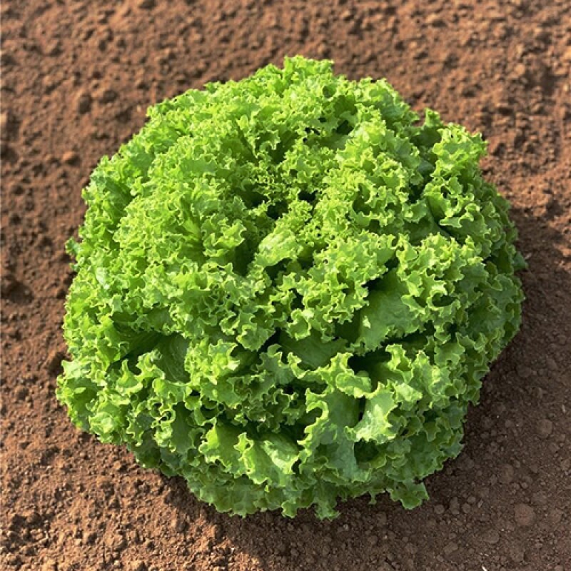 Alface crespa Grazina